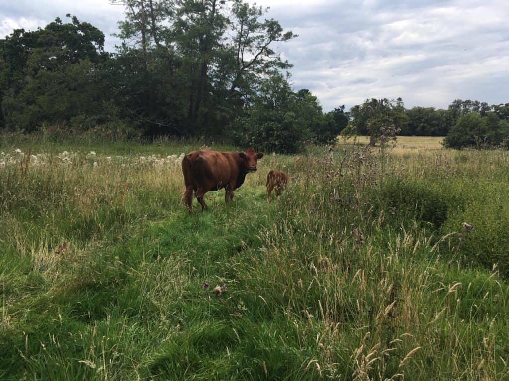Cattle Return To Manor Park - Flitwick Town Council